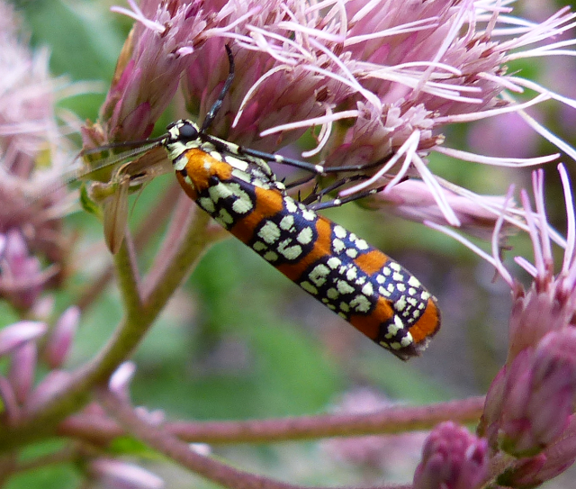 Gallery - My Garden of Eve